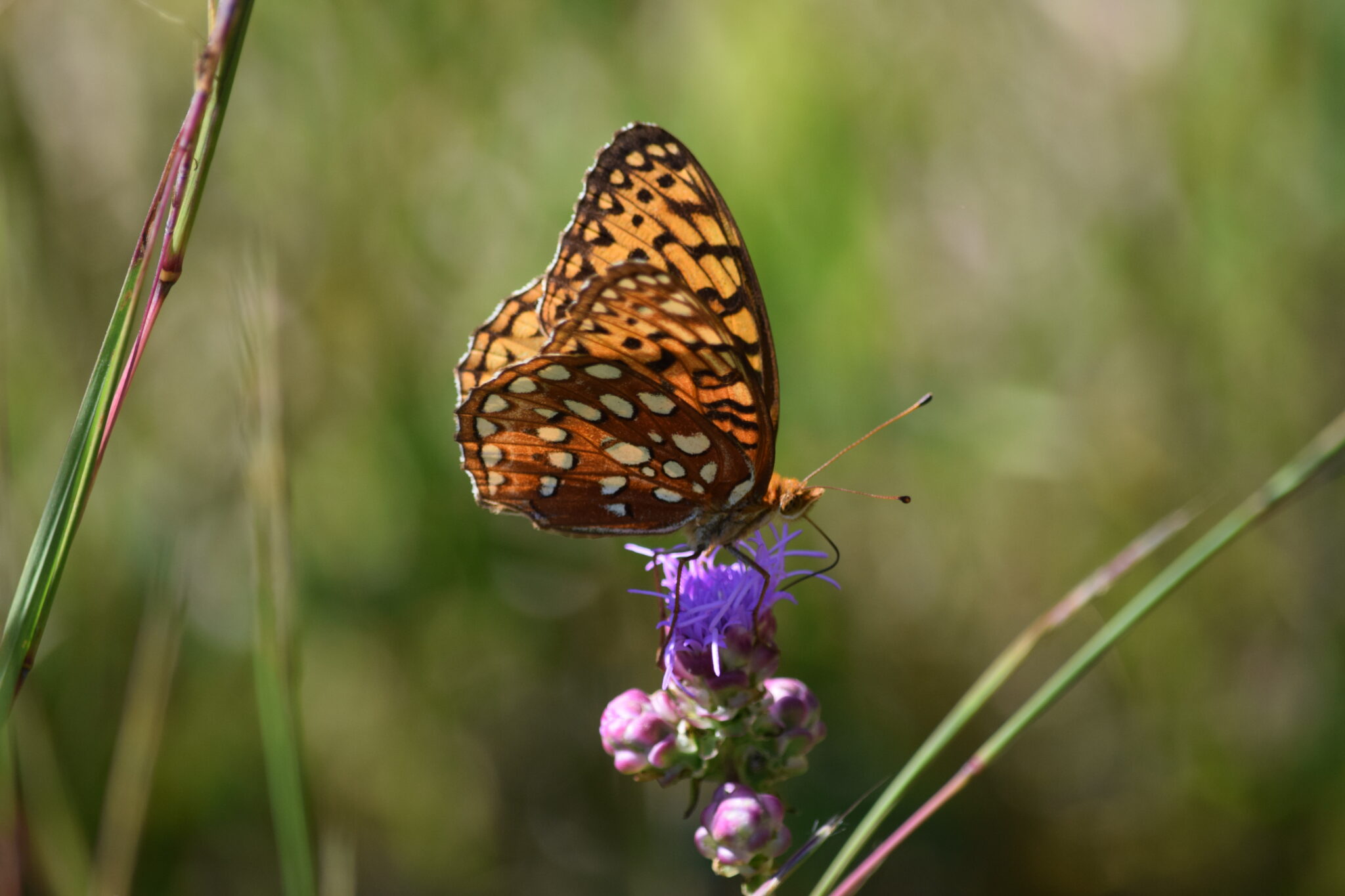 Butterfly Walk - Wild Ones Kalamazoo Area Chapter